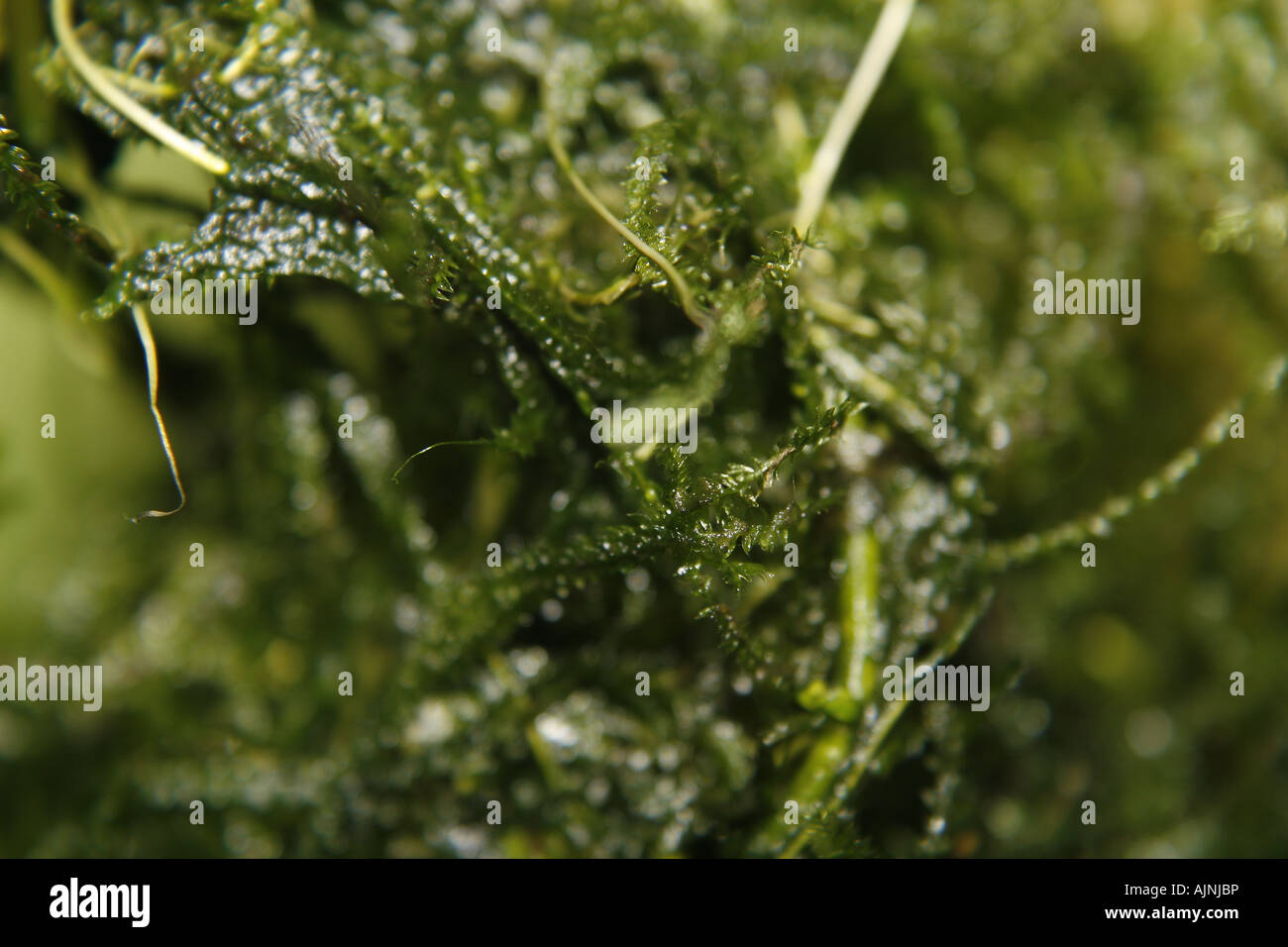 java moss Vesicularia dubyana Stock Photo - Alamy