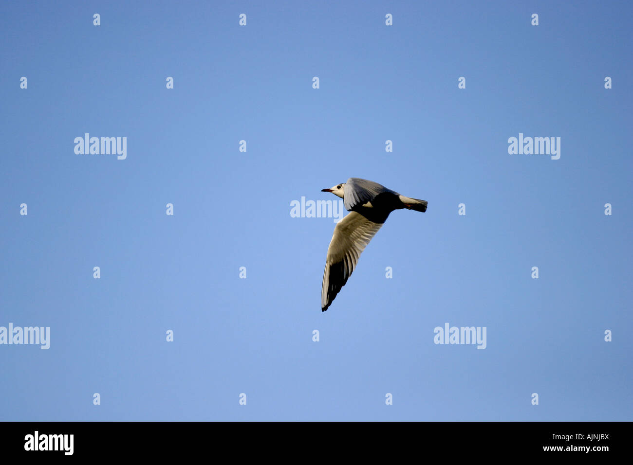 pigeon in flight Stock Photo - Alamy