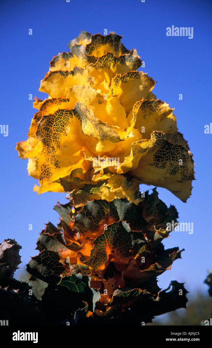 Royal Hakea Fitzgerald River National Park SW Western Australia ...