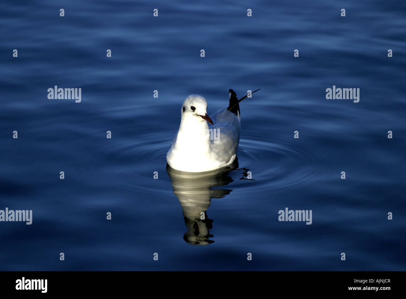 Relaxed pigeon hi-res stock photography and images - Alamy