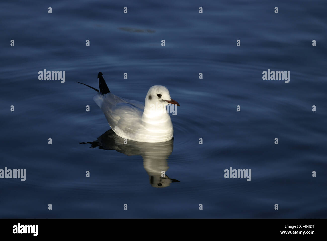 Tail bobbing hi-res stock photography and images - Alamy