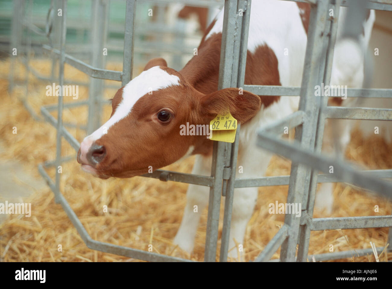 Rearing young calves in an agricultural barn Stock Photo - Alamy
