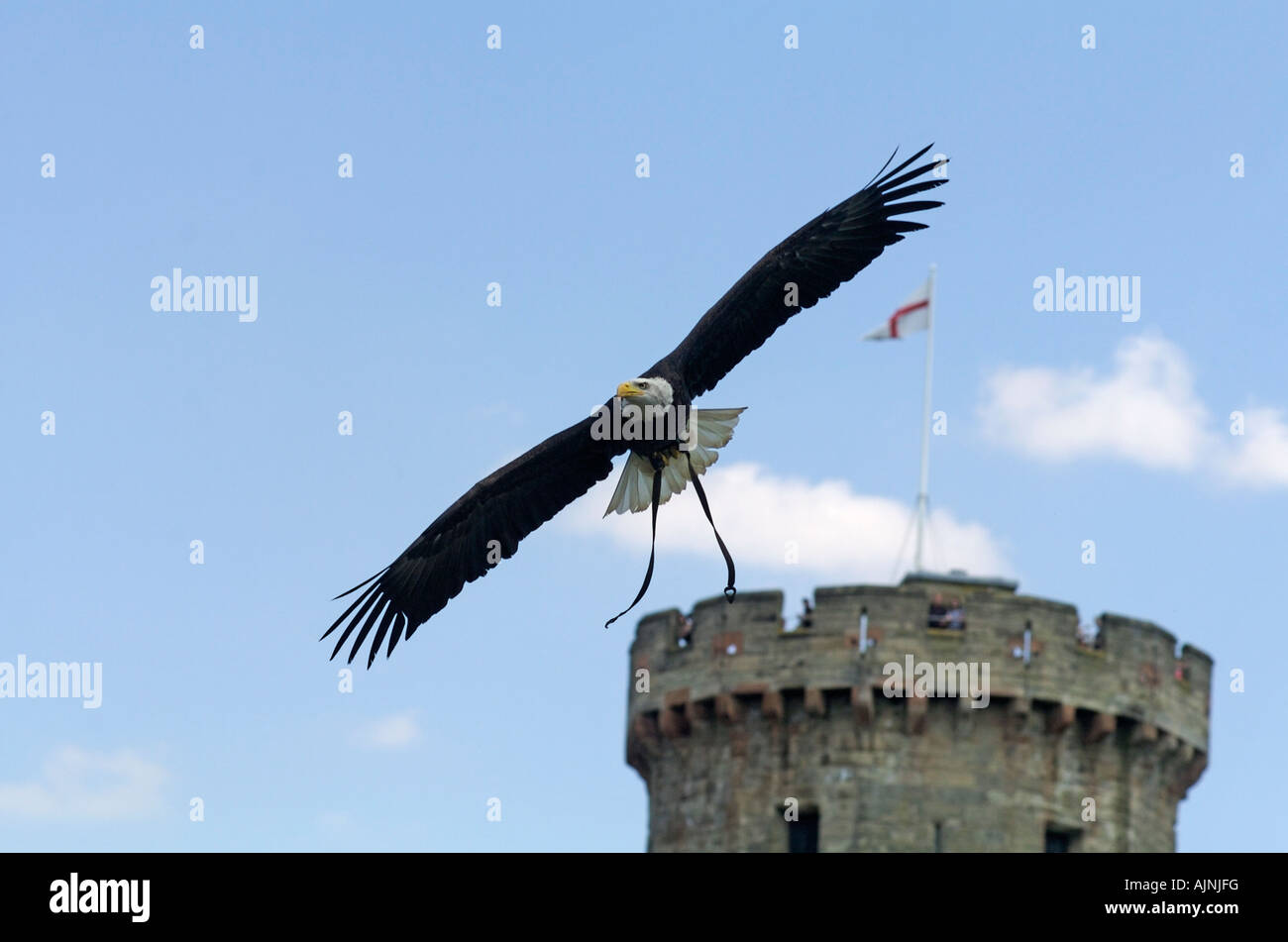 Bald Eagle, bird of prey in flight during show at Warwick Castle ...
