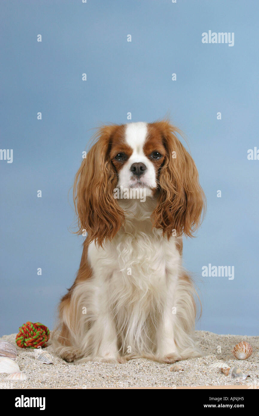 Cavalier King Charles Spaniel Blenheim Stock Photo - Alamy