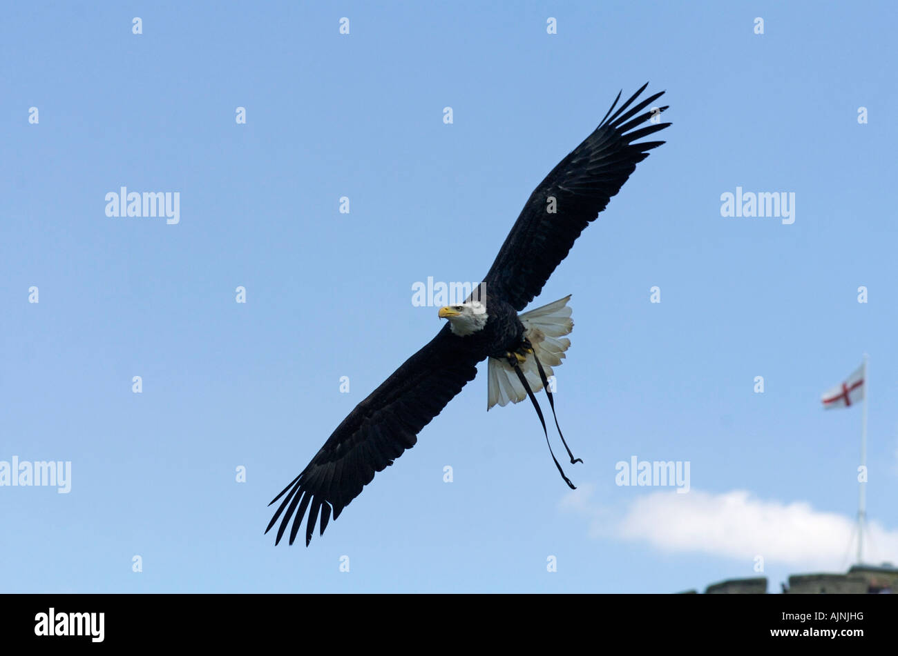 Bald Eagle, bird of prey in flight during show at Warwick Castle ...