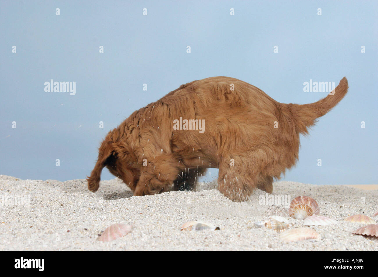 Cavalier King Charles Spaniel puppy 6 weeks ruby digging in sand Stock ...