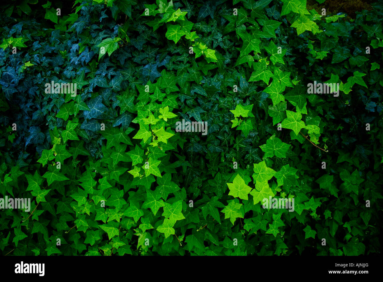 Vines hi-res stock photography and images - Alamy