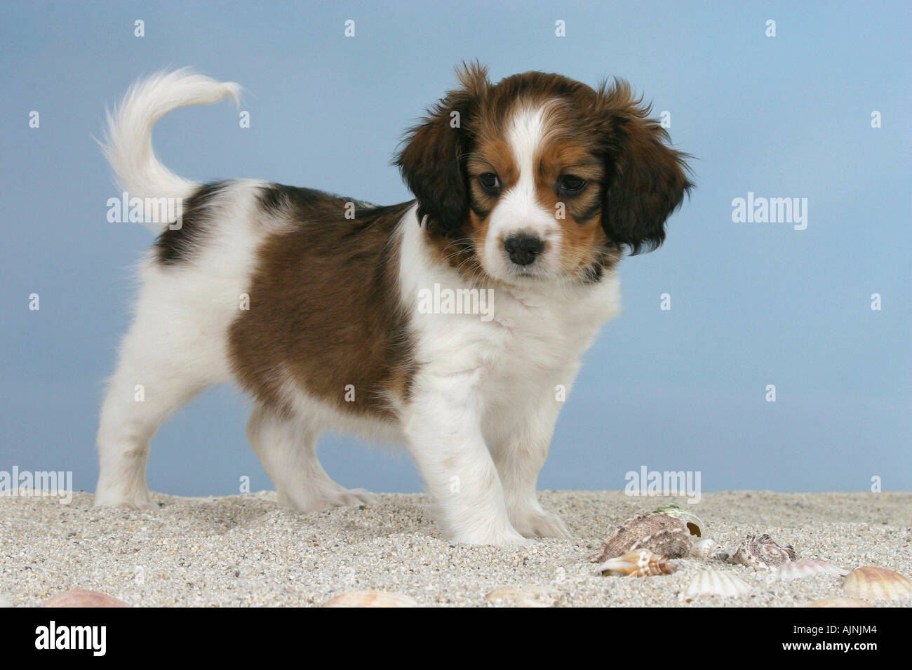 How Much Do Kooikerhondje Puppies Cost