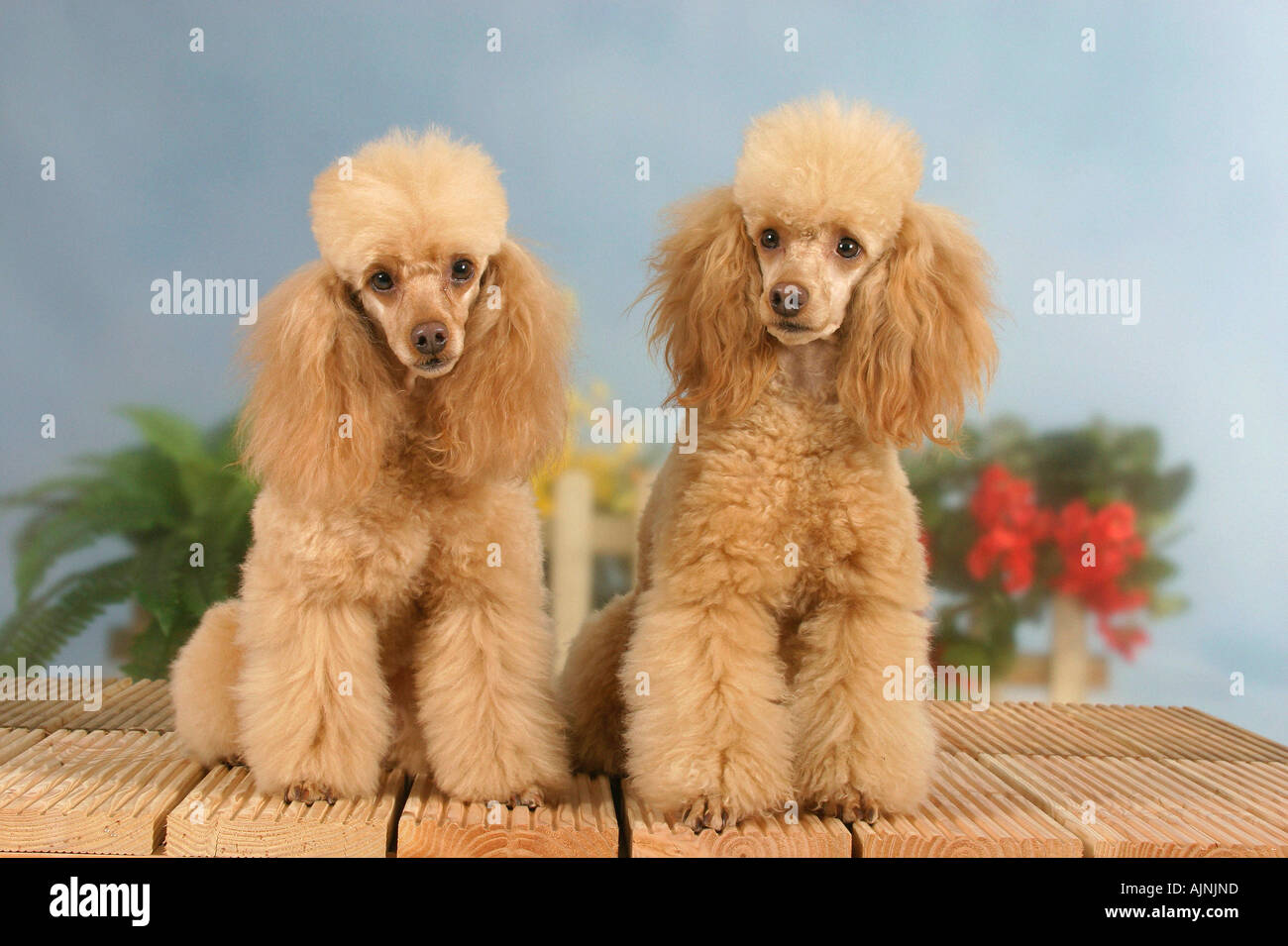 Are Poodles Better In Pairs