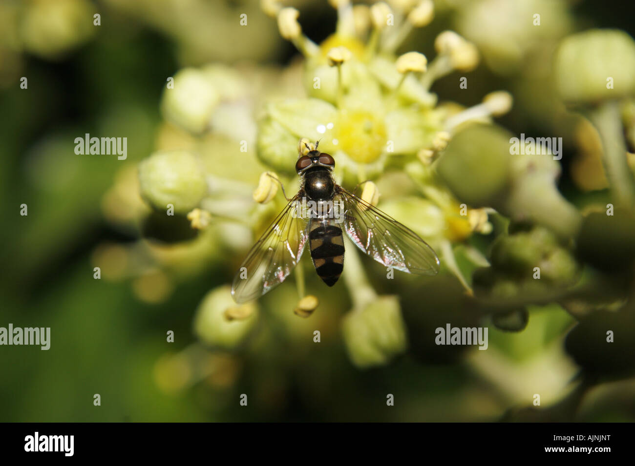hover fly on ivy flower Eupeodes Metasyrphus corollae on hedera flower ...