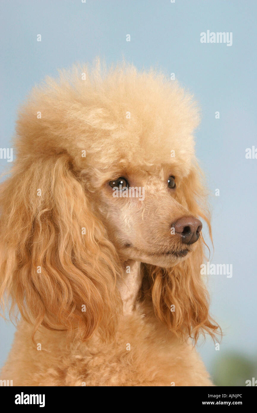 Miniature Poodle apricot Stock Photo - Alamy