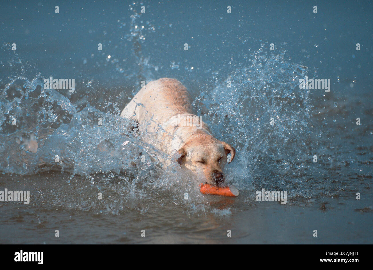 Adult retrieving dogs hi-res stock photography and images - Alamy