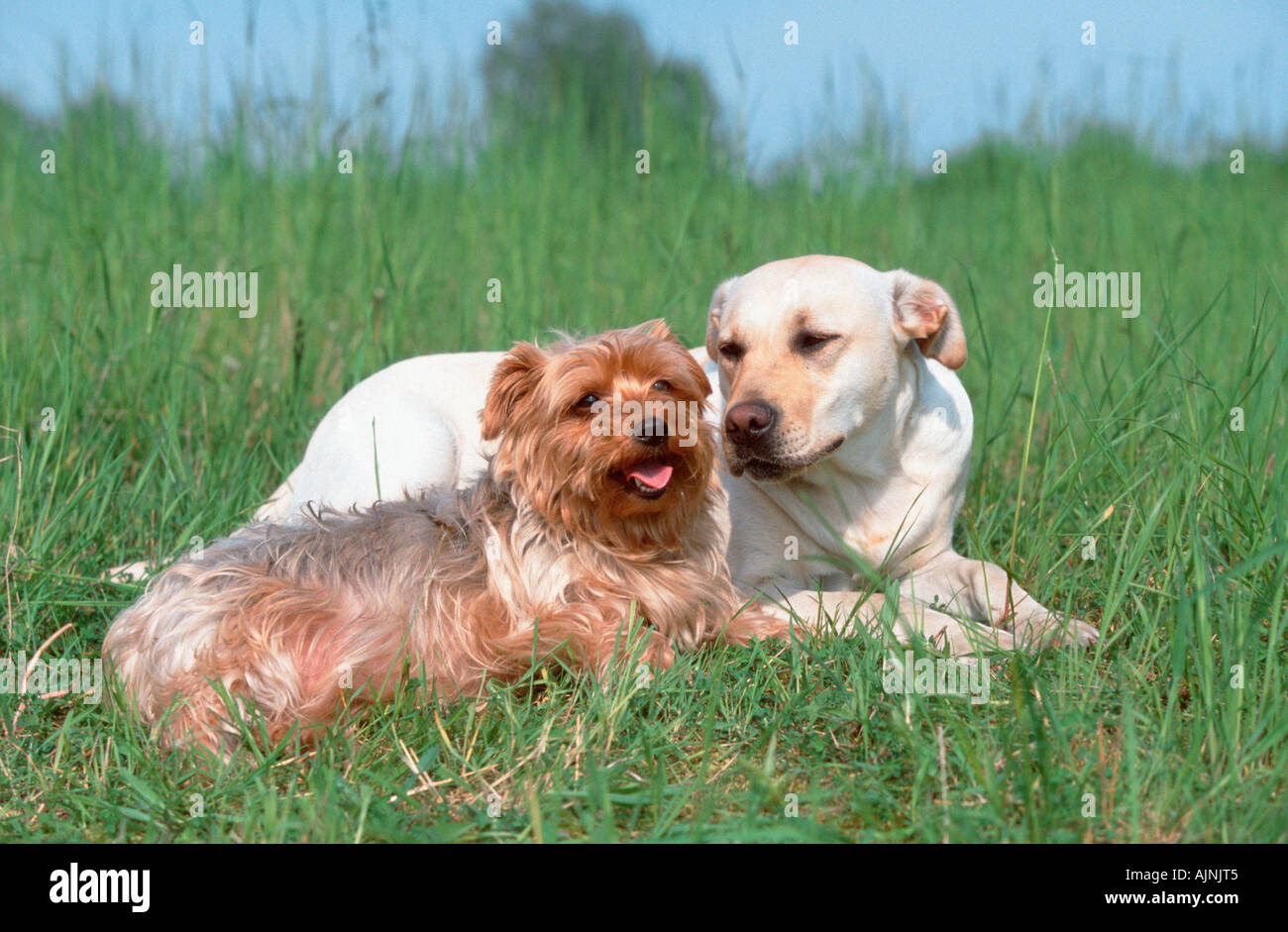 Labrador Retriever and Yorkshire Terrier Stock Photo - Alamy