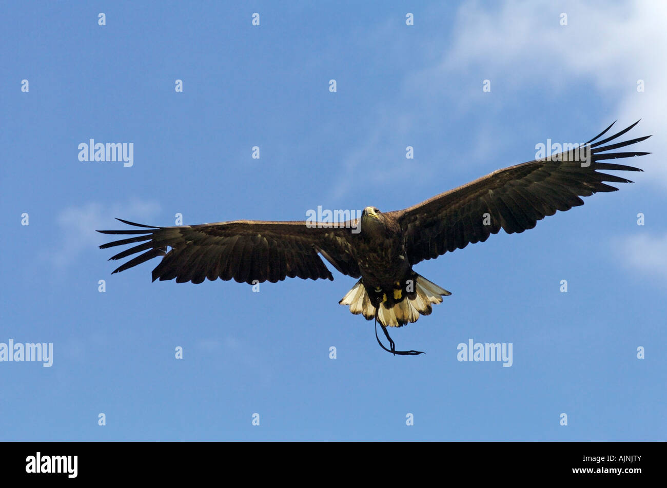 Bald Eagle, bird of prey in flight during show at Warwick Castle, Warwick, Warwickshire Stock ...