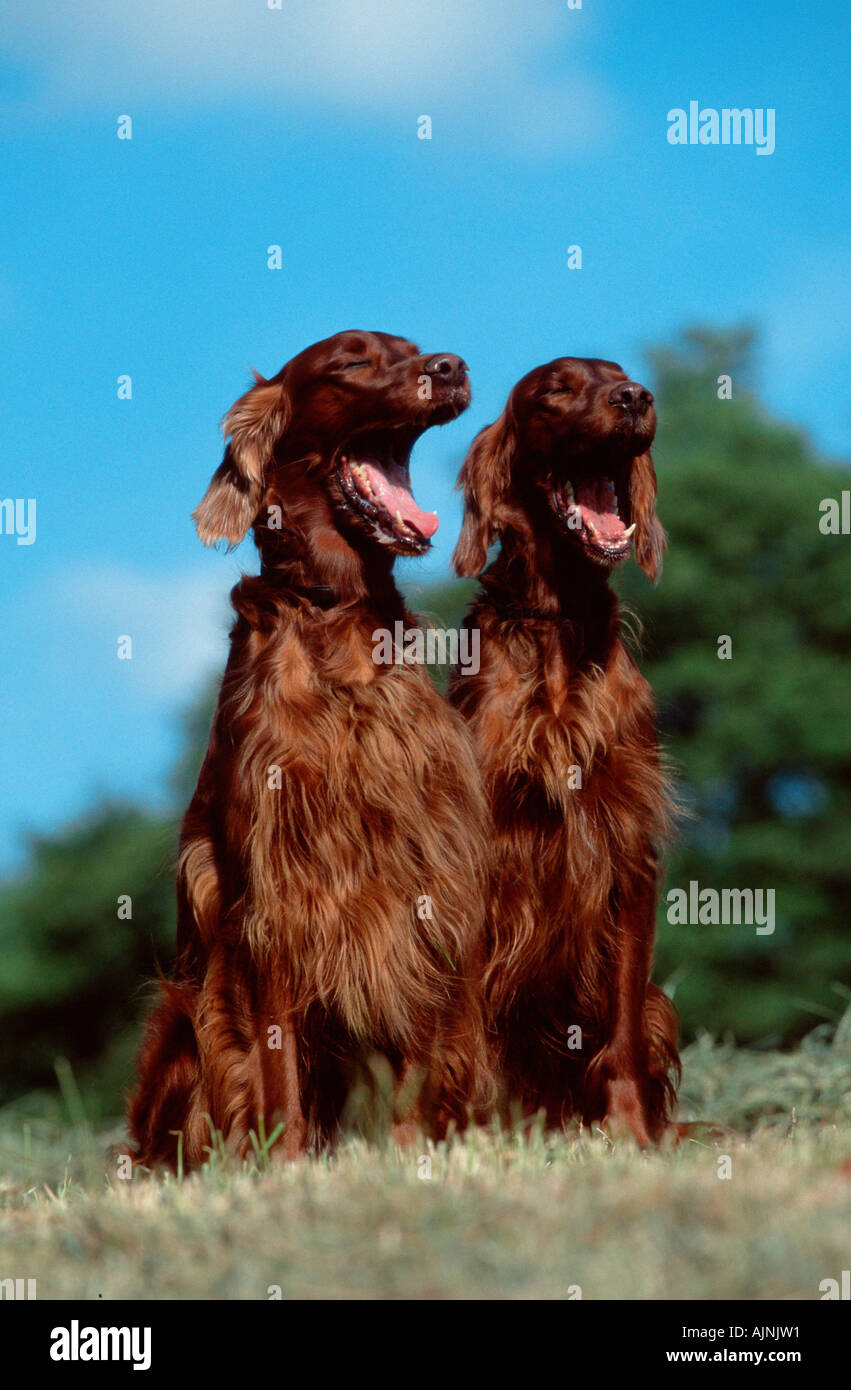 Irish humour hi-res stock photography and images - Alamy