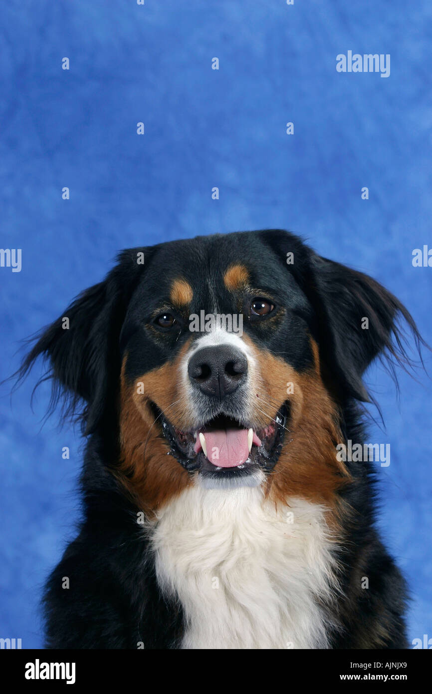 Bernese mountain dog head shot hi-res stock photography and images - Alamy