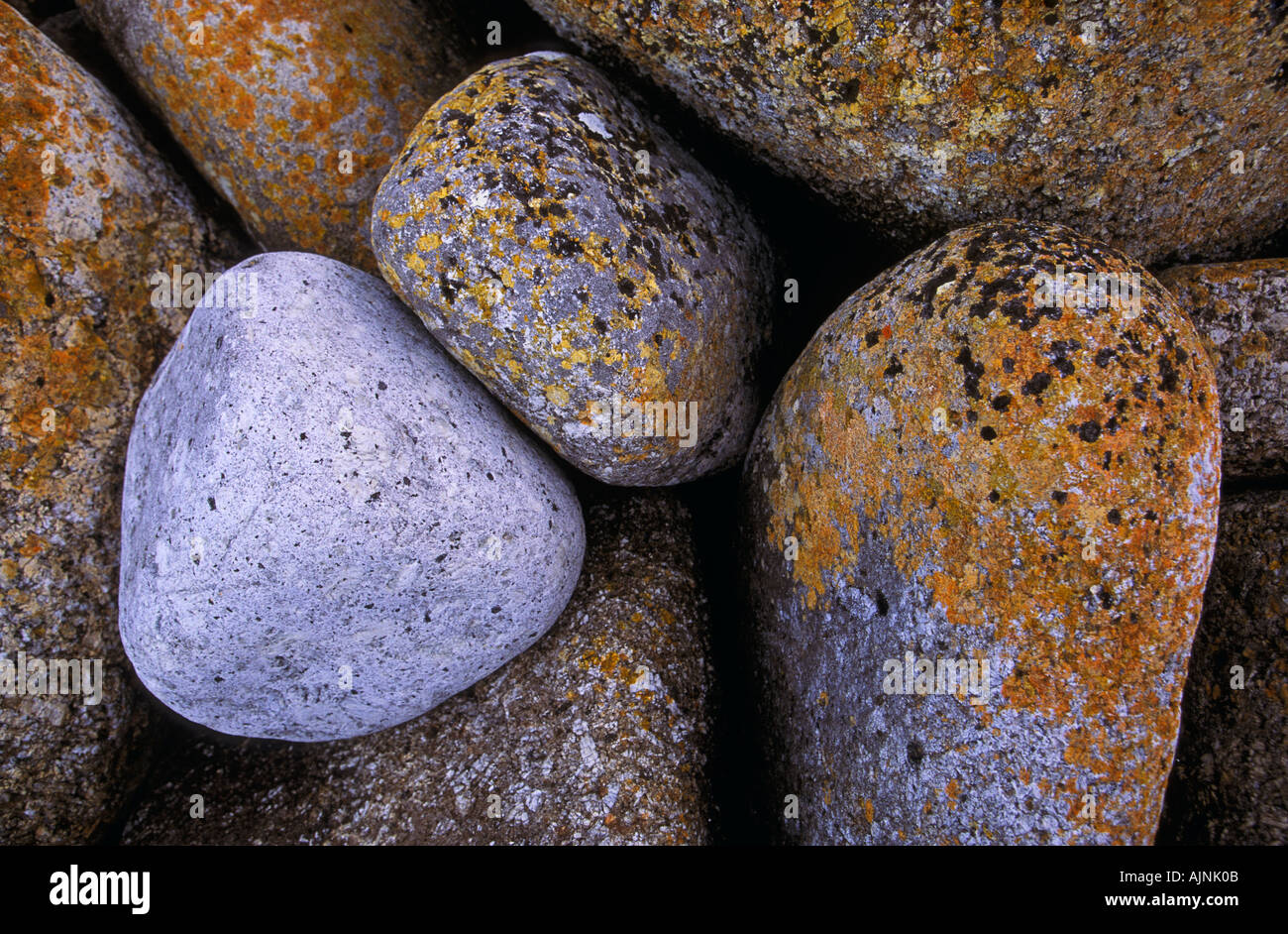 Australian native moss hi-res stock photography and images - Alamy