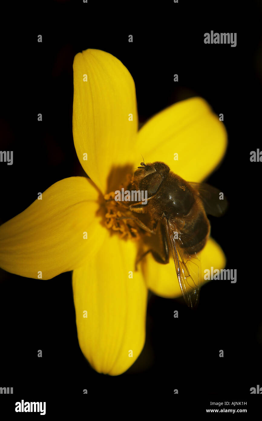 bee getting pollen bombus Stock Photo - Alamy