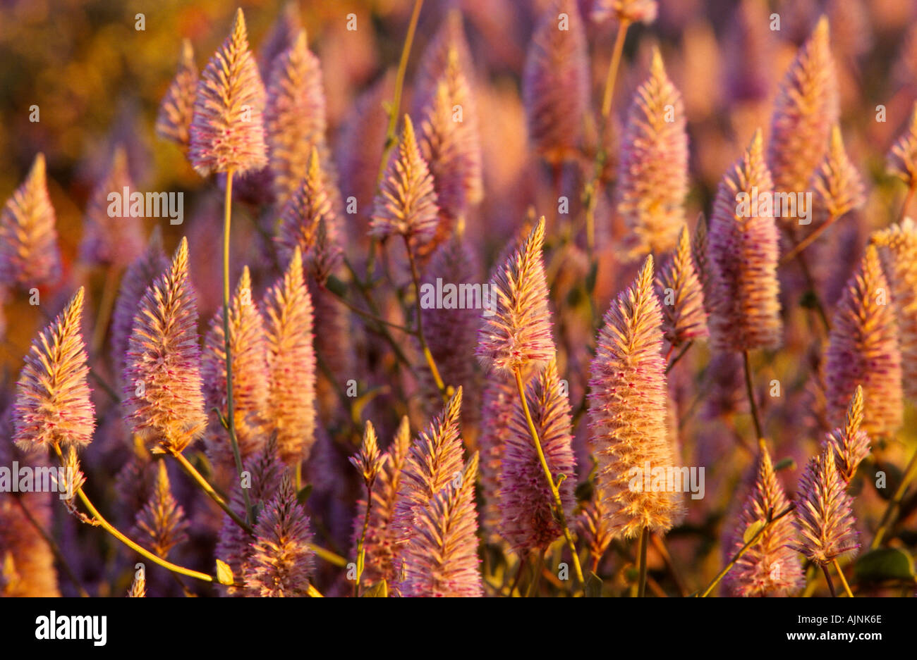 Mulla mulla western australia hi-res stock photography and images - Alamy