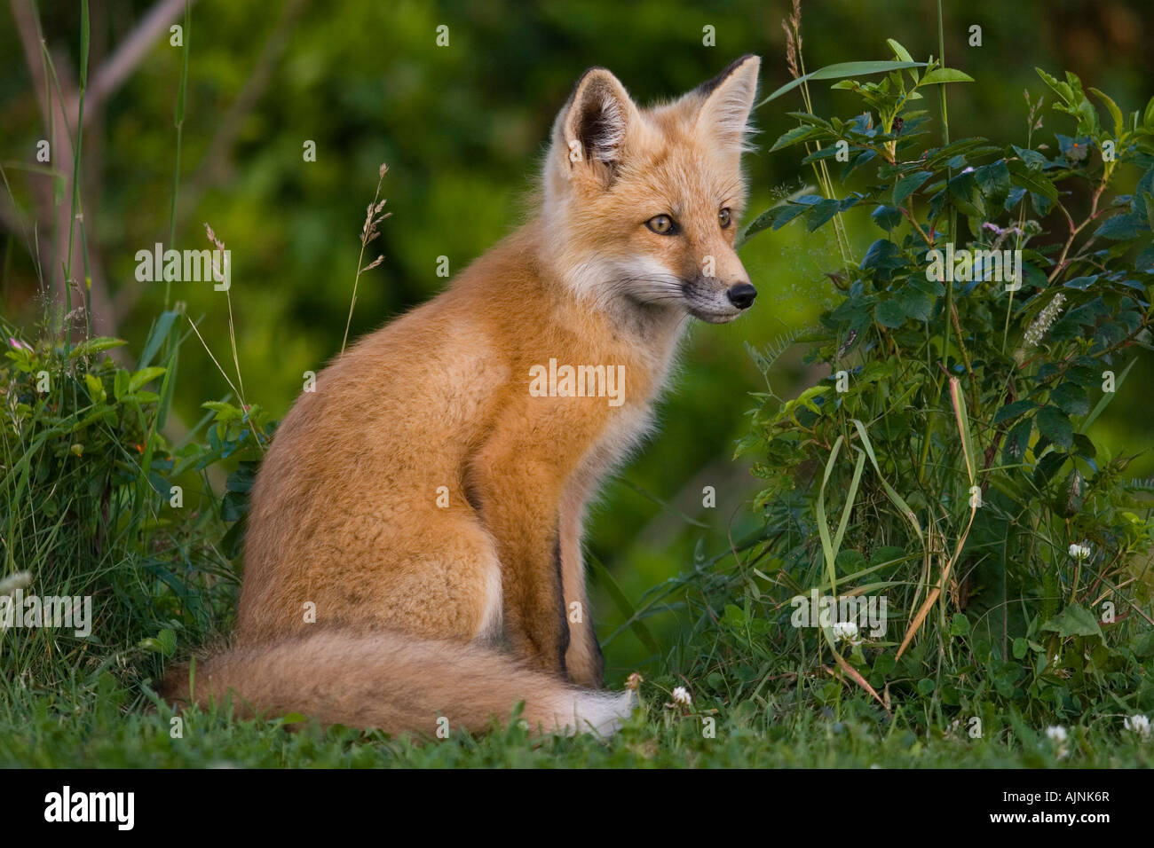Young red fox, Point Prim, Prince Edward Island, Canada Stock Photo - Alamy