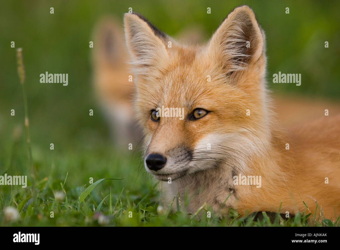 Young red fox, Point Prim, Prince Edward Island, Canada Stock Photo - Alamy