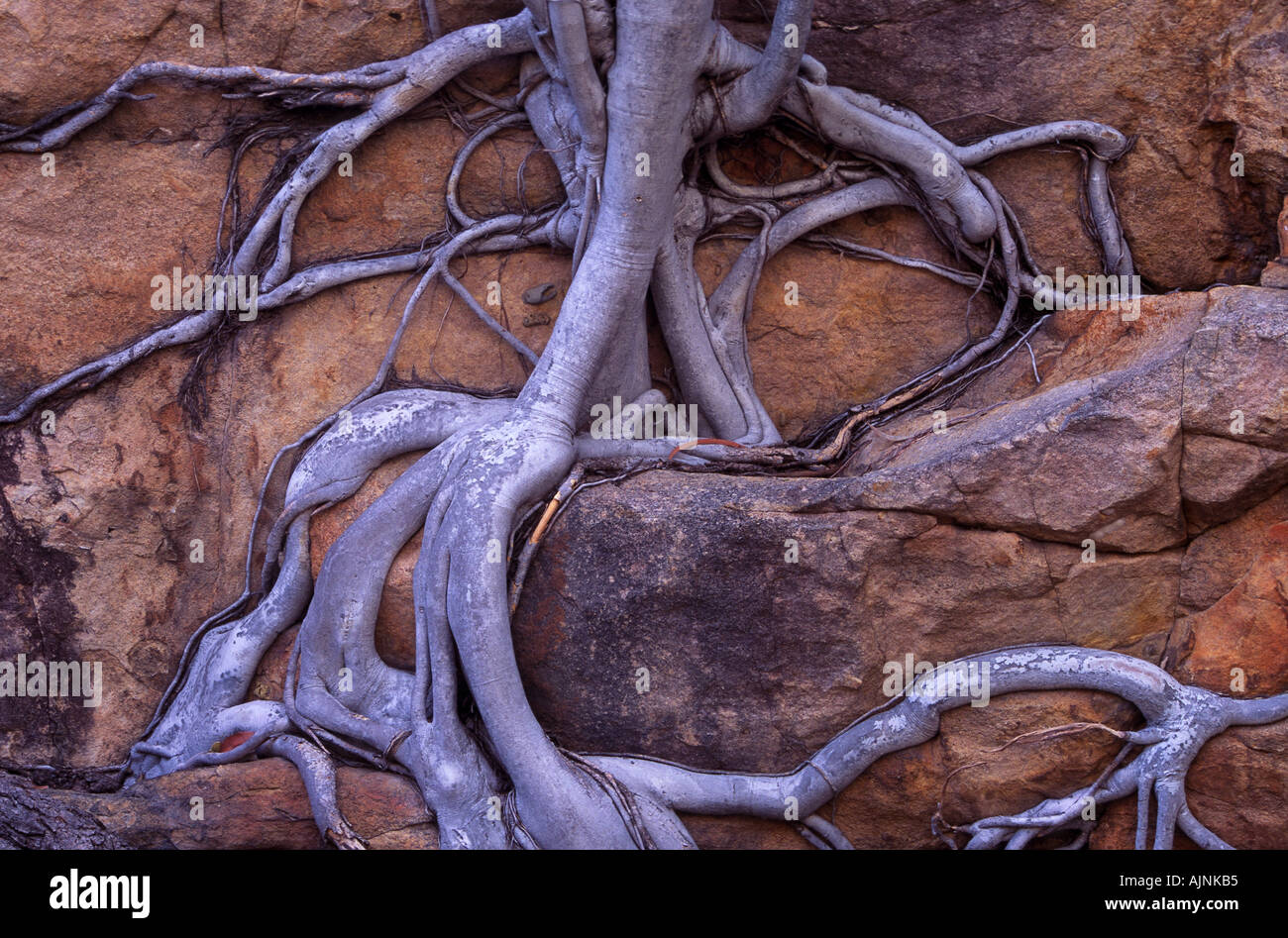 Finding your roots hi-res stock photography and images - Alamy