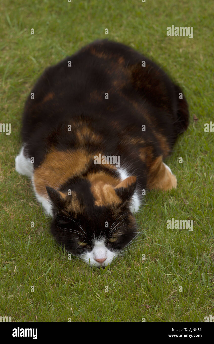 Top down view happy cat hi-res stock photography and images - Alamy