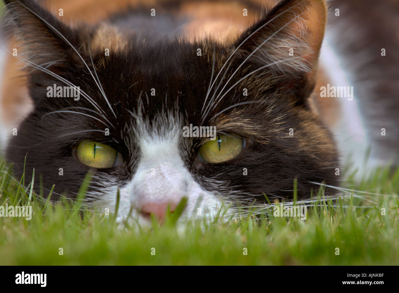 Ground up view hi-res stock photography and images - Alamy