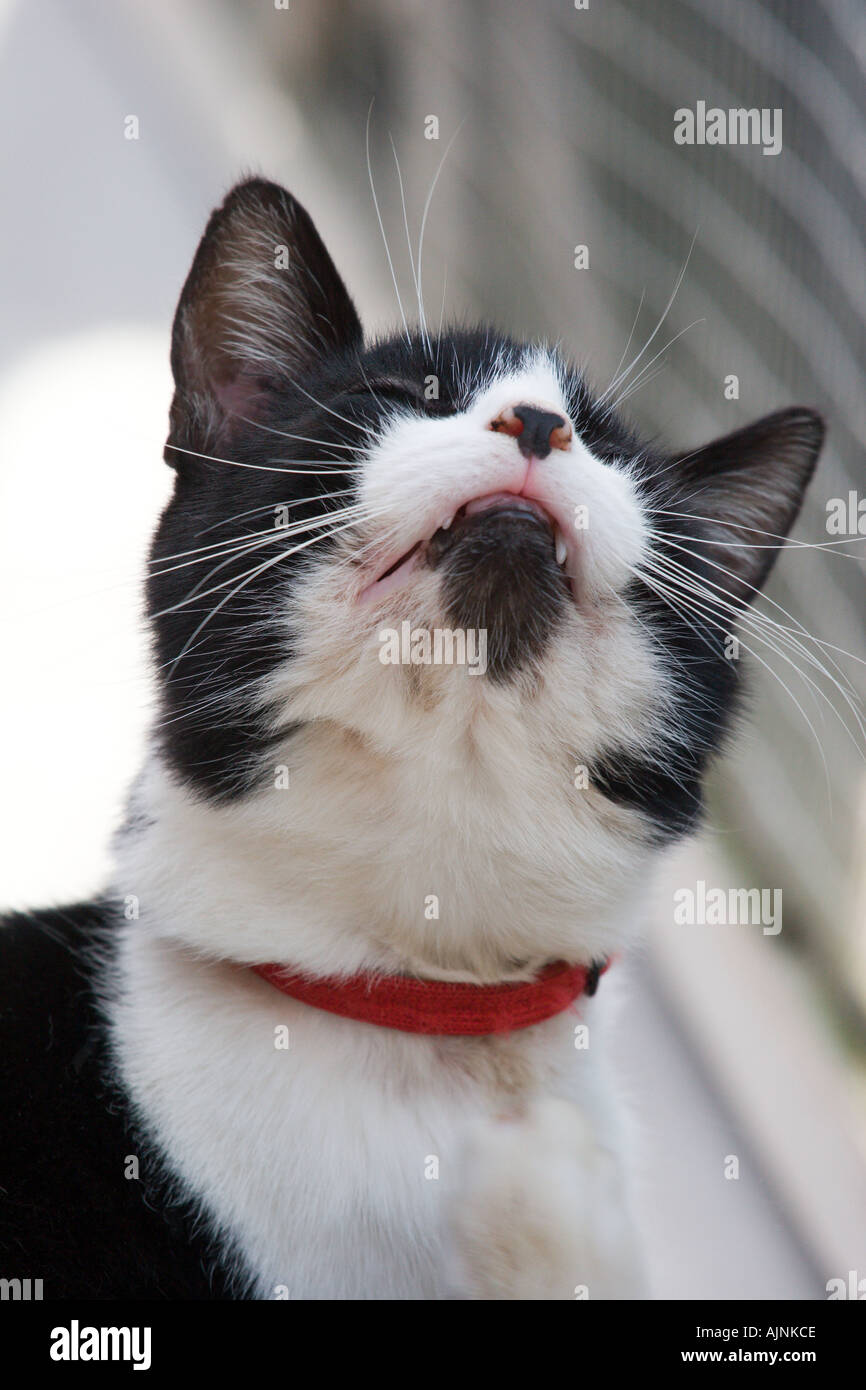 The underside of a Black and white cat posing with collar Stock Photo ...