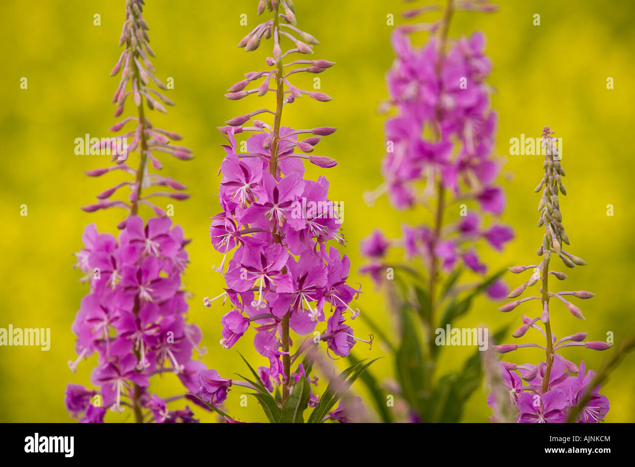 Fireweed hi-res stock photography and images - Alamy