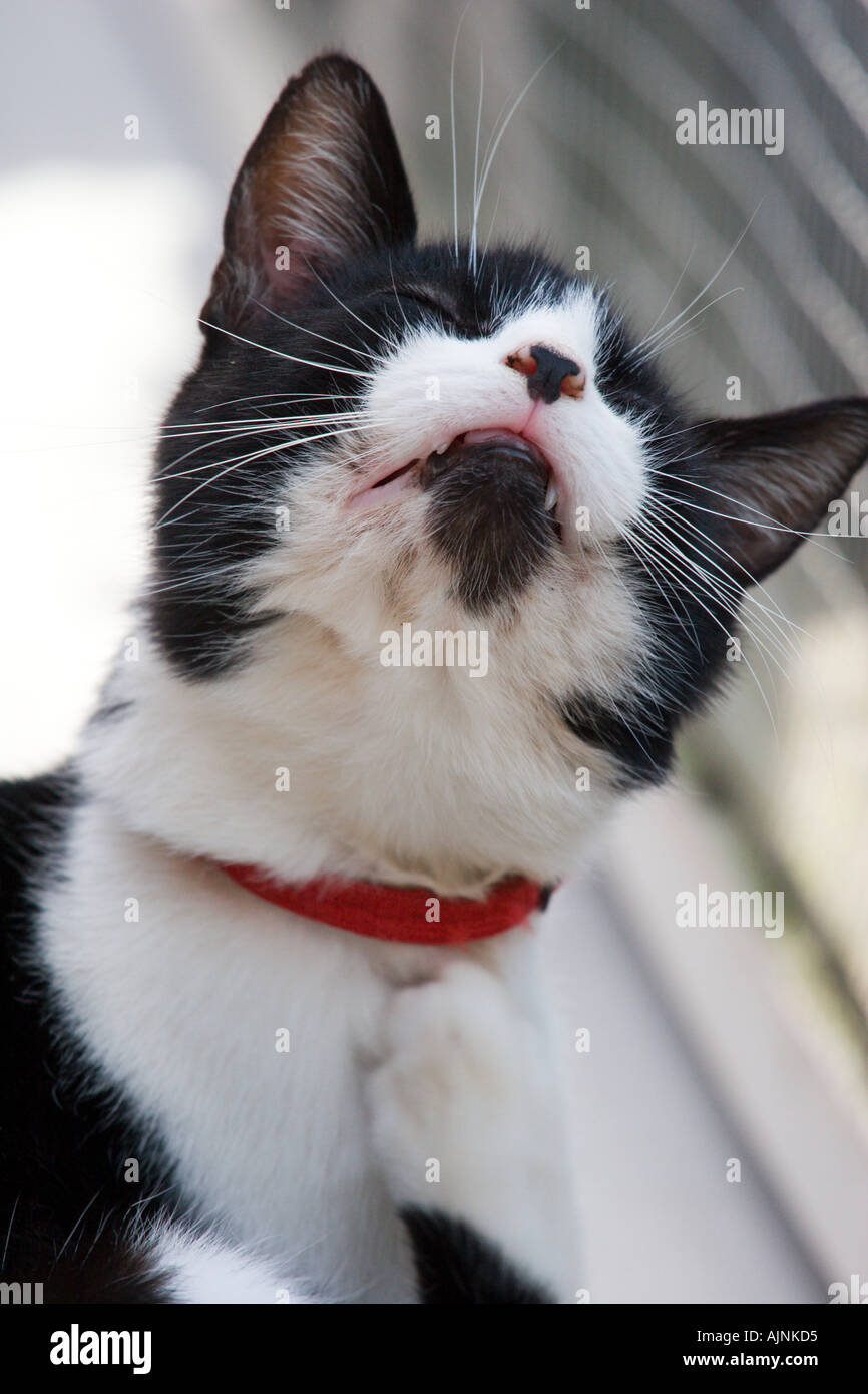 The underside of a Black and white cat portrait posing with collar ...