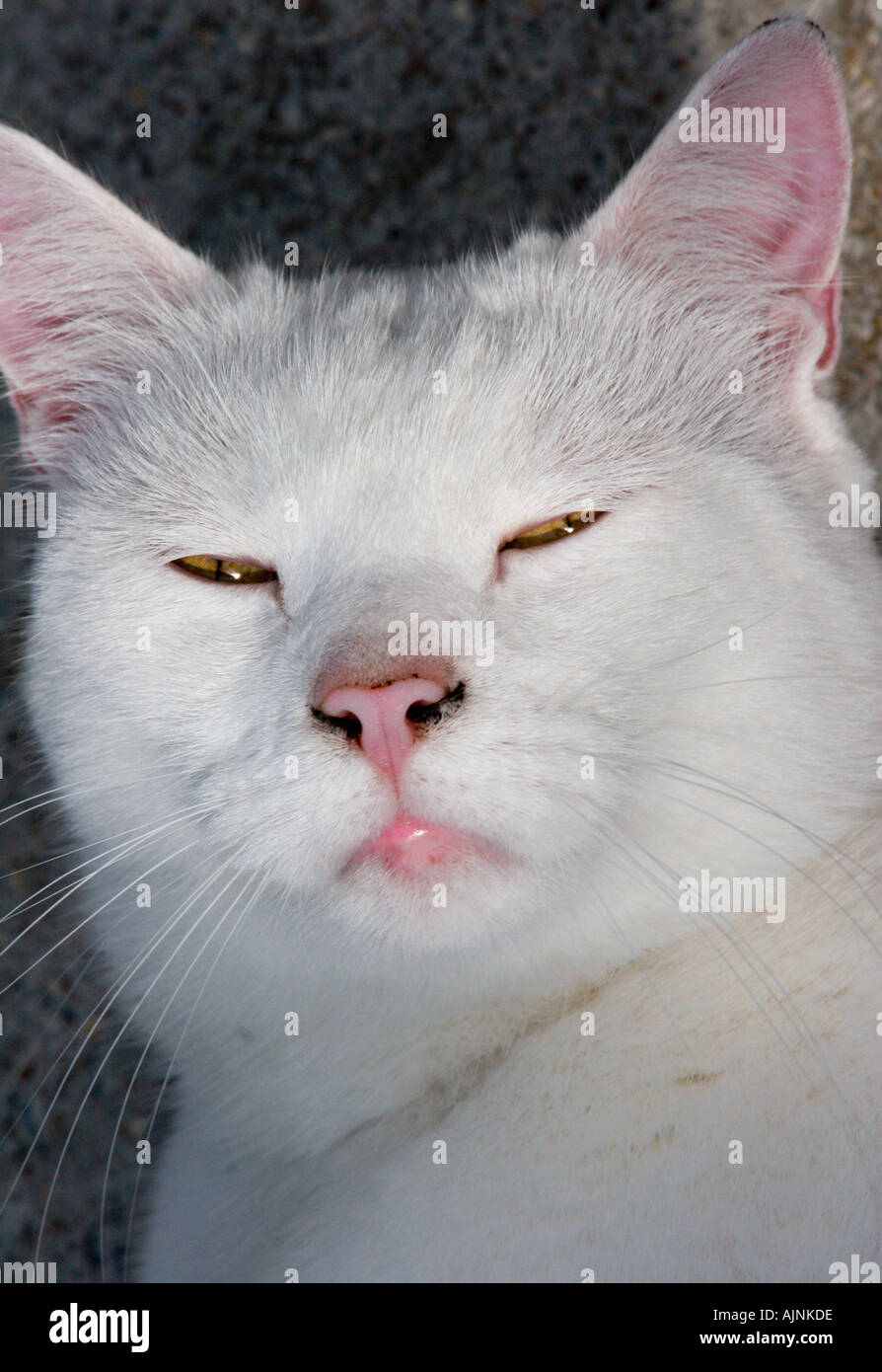 A white cat sleepy in the sun portrait Stock Photo - Alamy