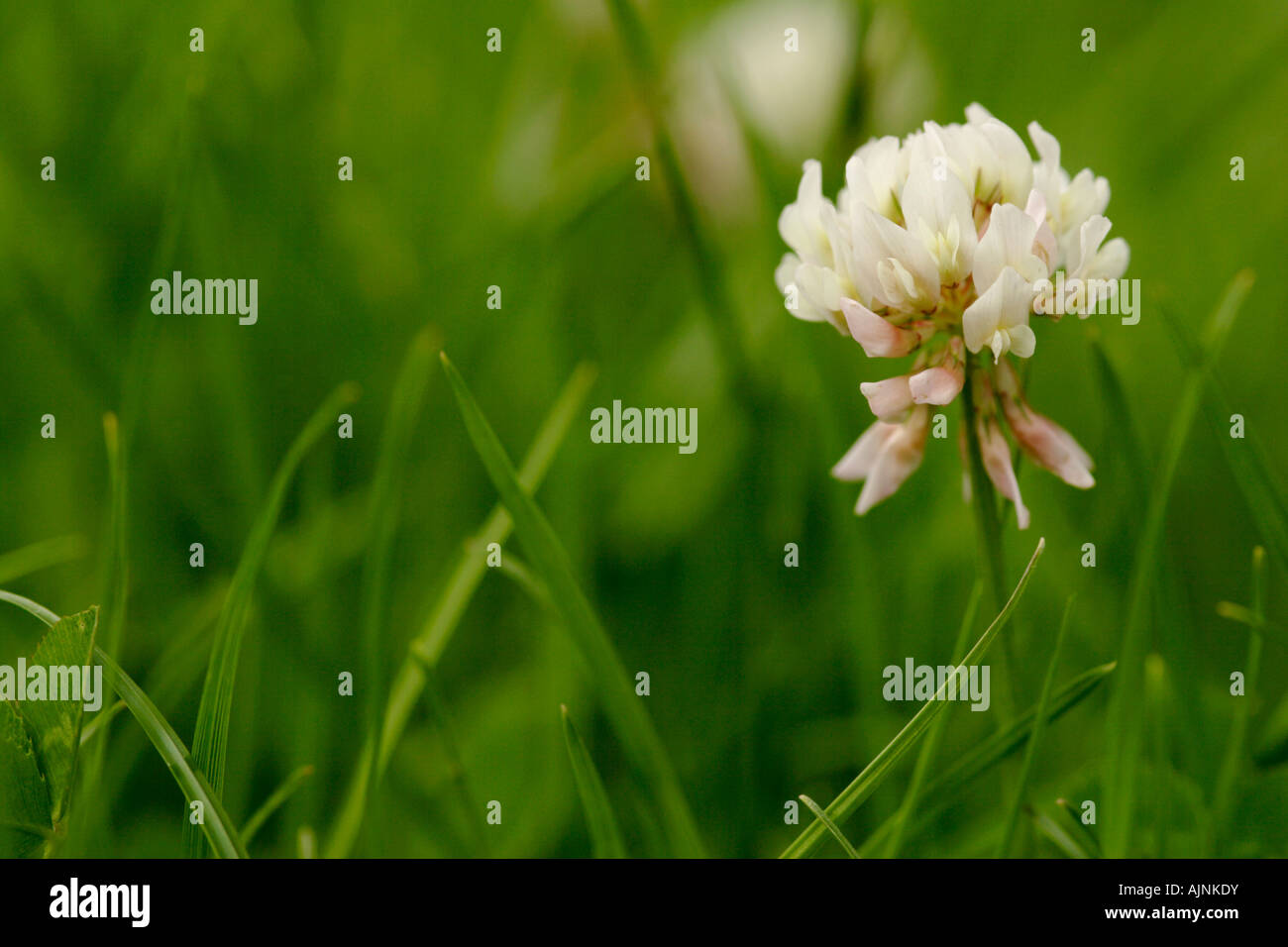 White Clover (Trifolium repens) flower, England, UK Stock Photo - Alamy
