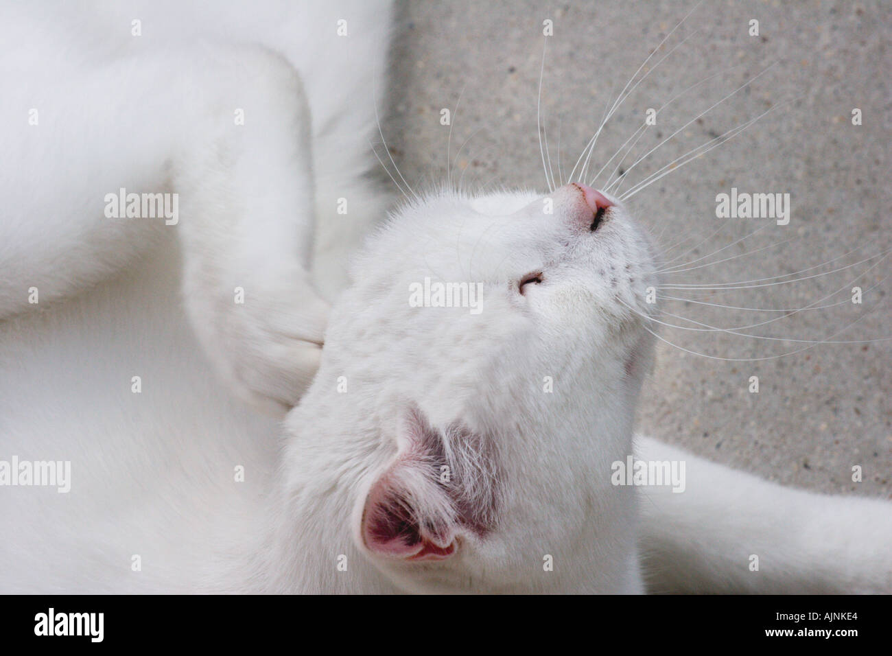 A white cat scratching with back leg Stock Photo - Alamy