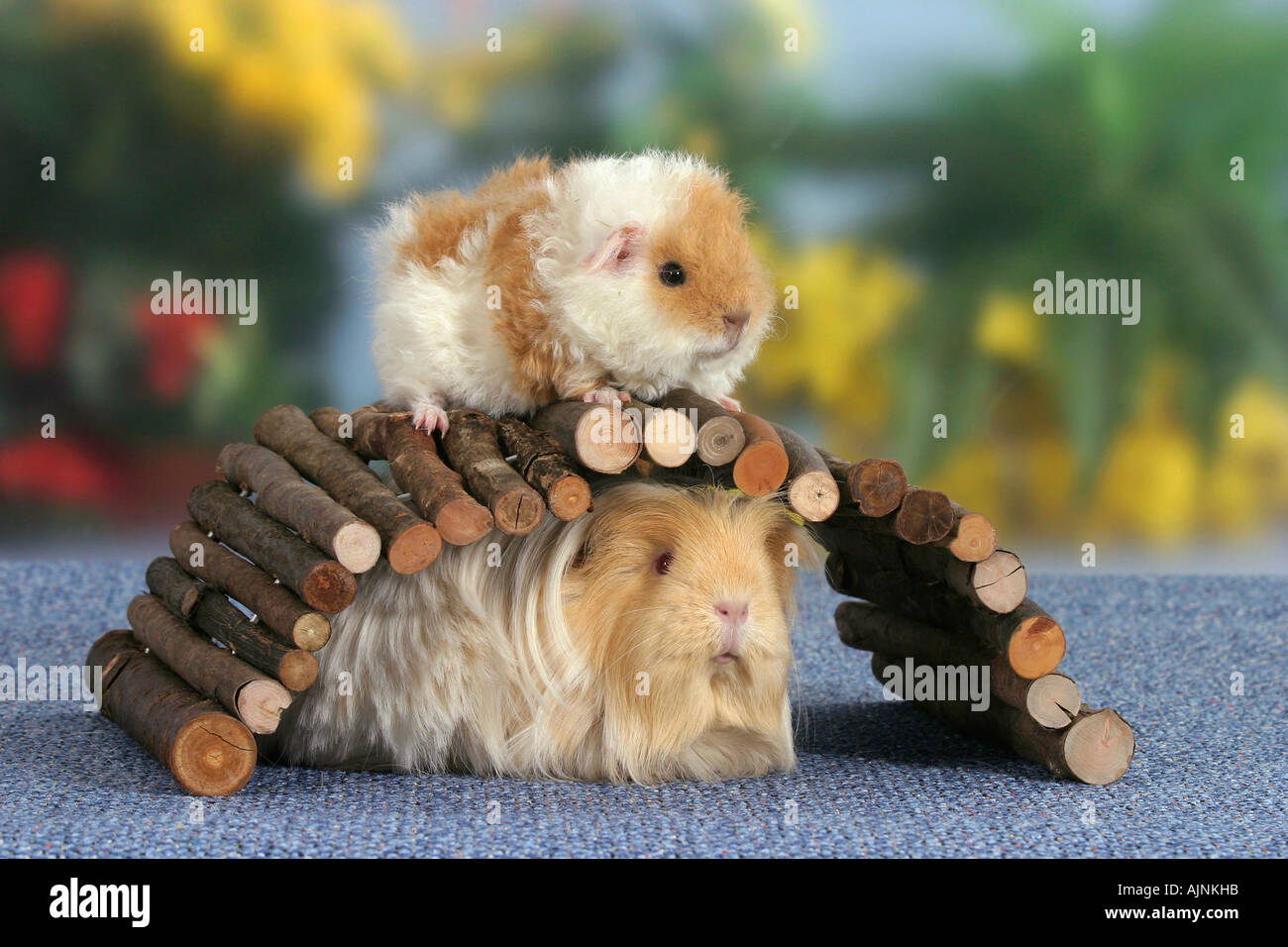 Coronet Guinea Pig saffron white and Texel Guinea Pig buff white Stock ...