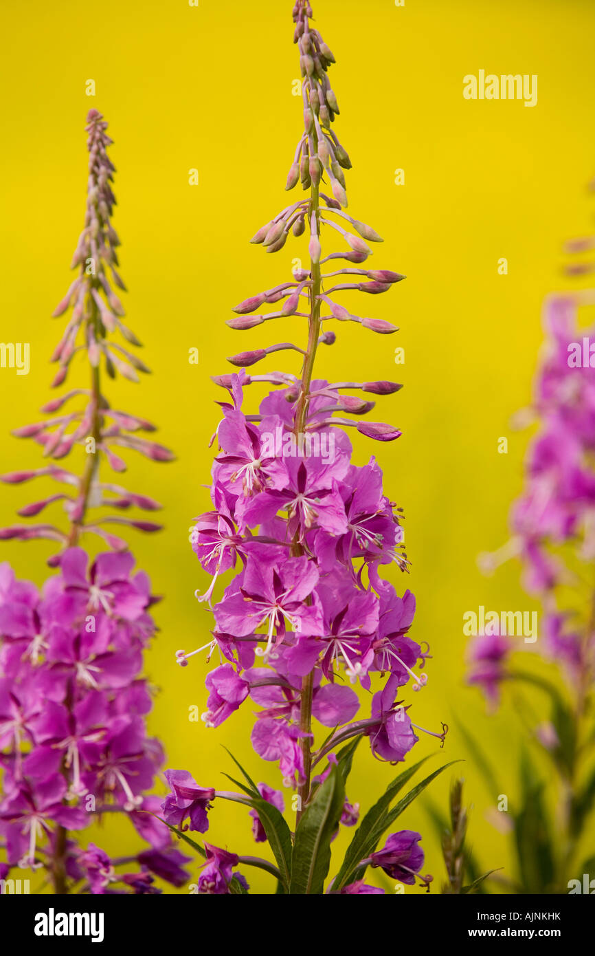 Fireweed hi-res stock photography and images - Alamy