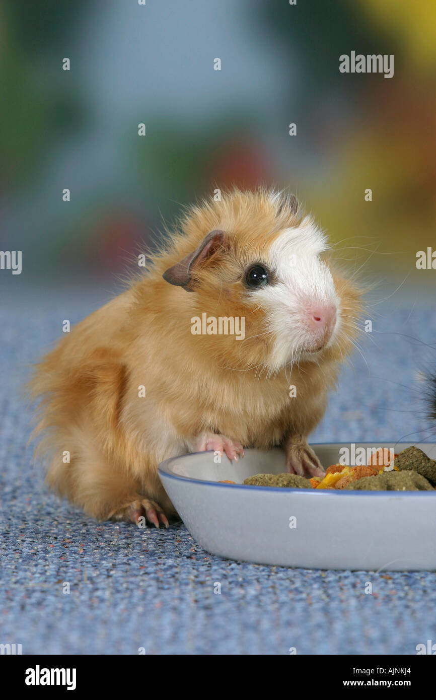 Young Abyssinian Guinea Pig satin buff white at feeding bowl Stock ...