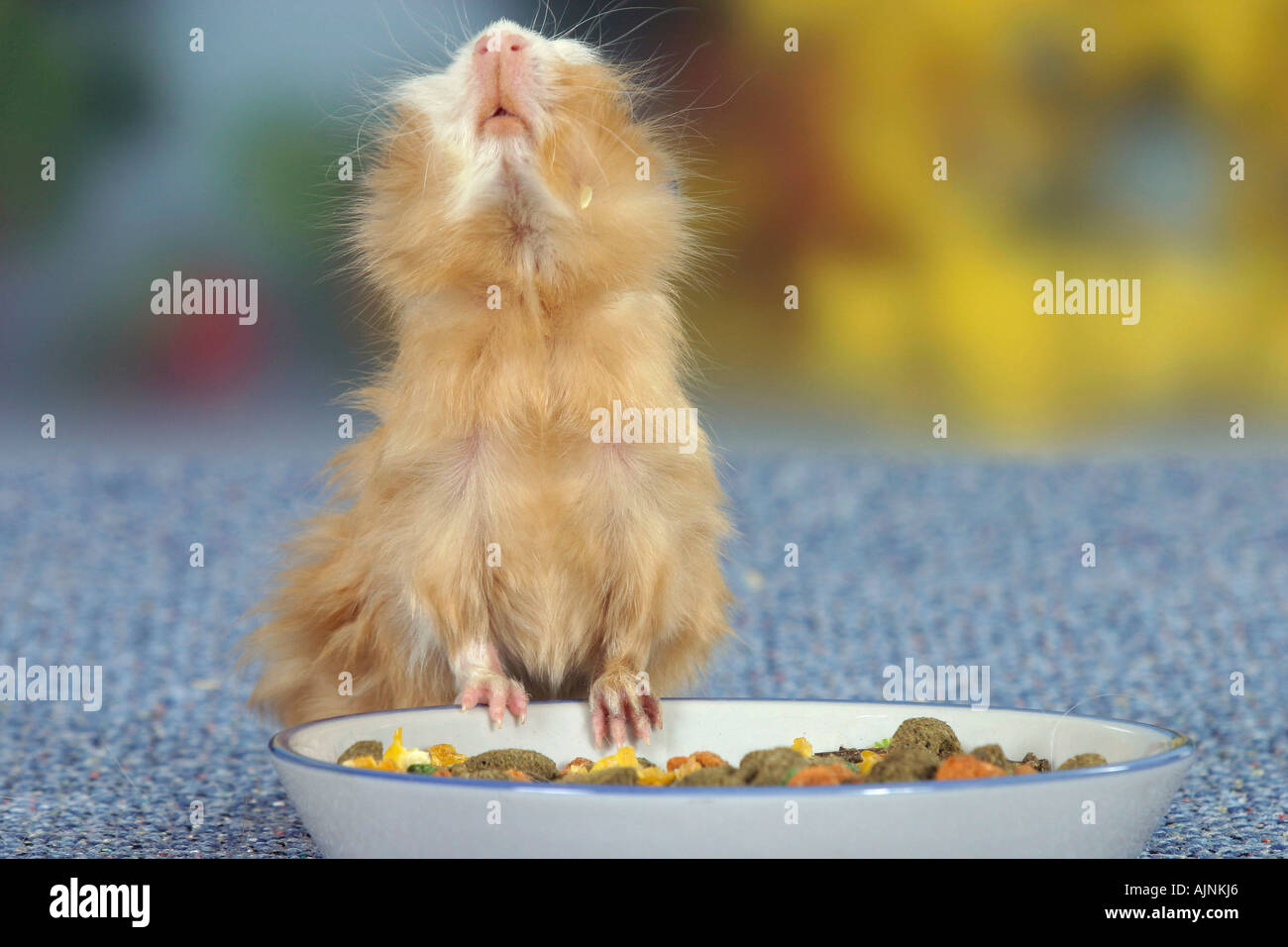 Satin guinea pig hi-res stock photography and images - Alamy