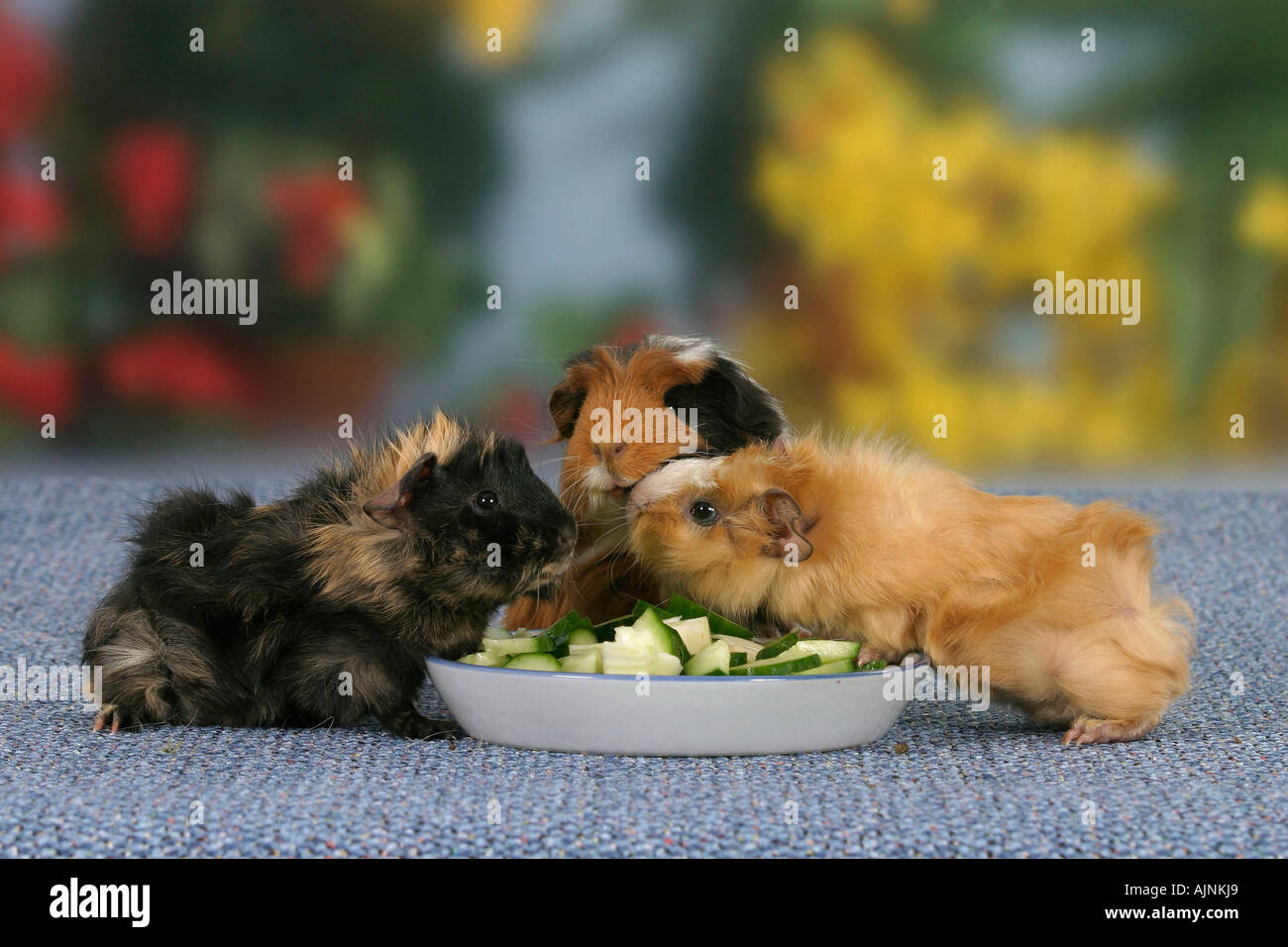 Guinea Pigs at feeding bowl Meerschweinchen an Futternapf mit ...