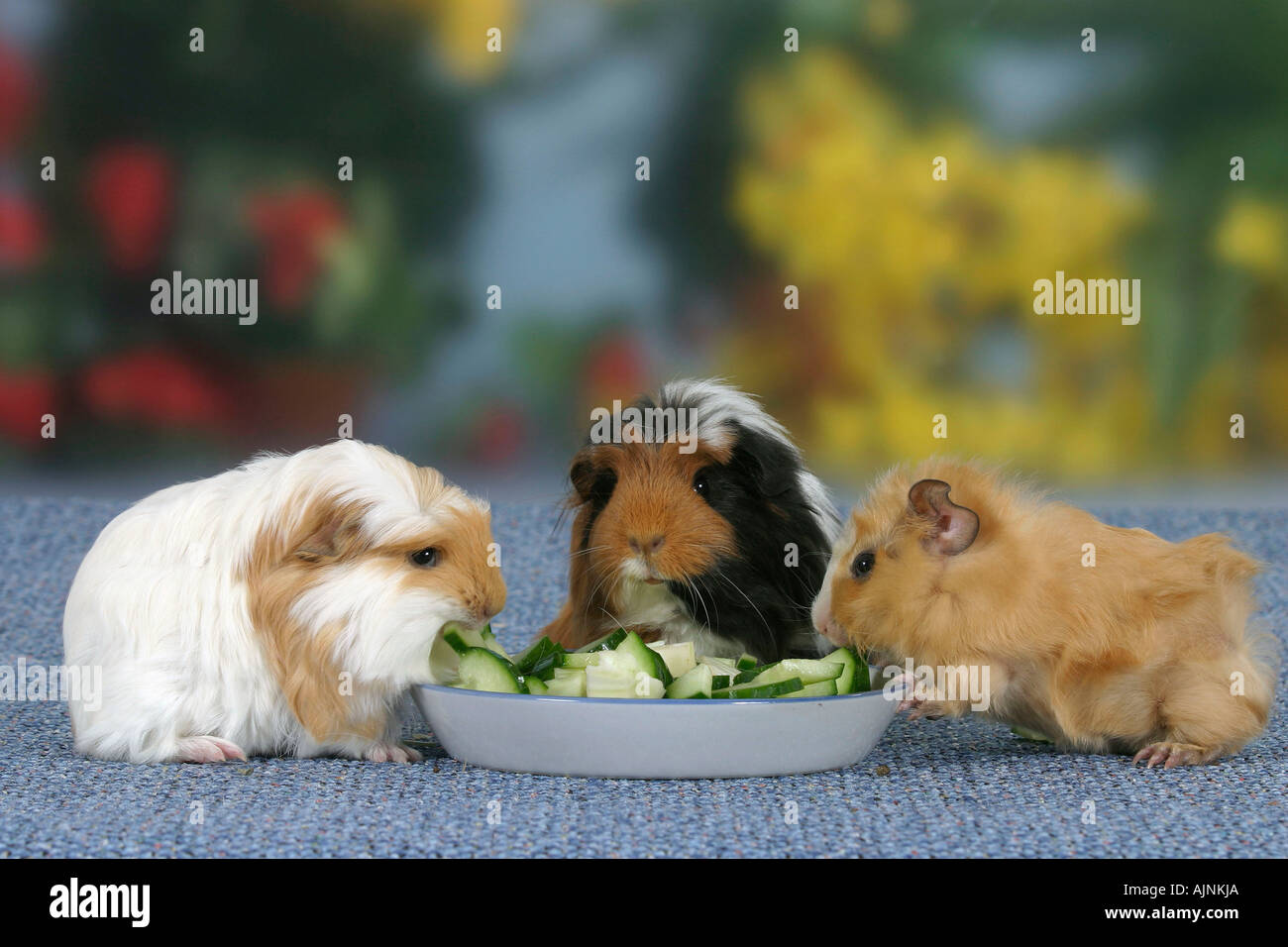 Guinea Pigs at feeding bowl Meerschweinchen an Futternapf mit ...