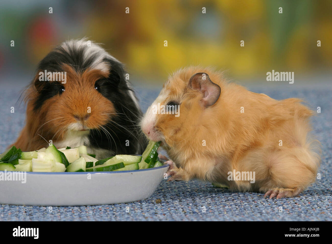 Guinea Pigs at feeding bowl Meerschweinchen an Futternapf mit ...
