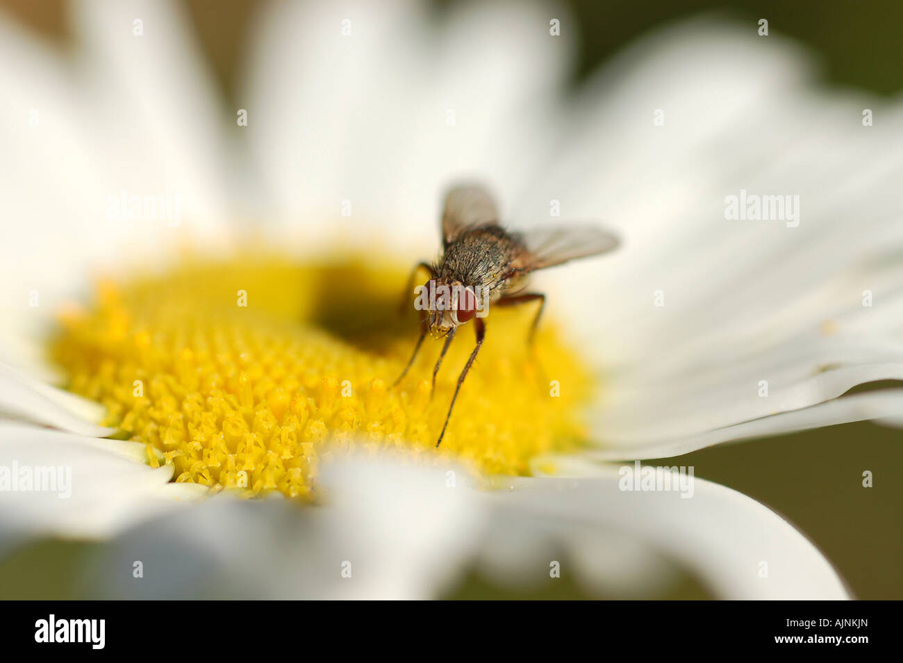 Close up picture of a fly on a daisy flower Stock Photo - Alamy