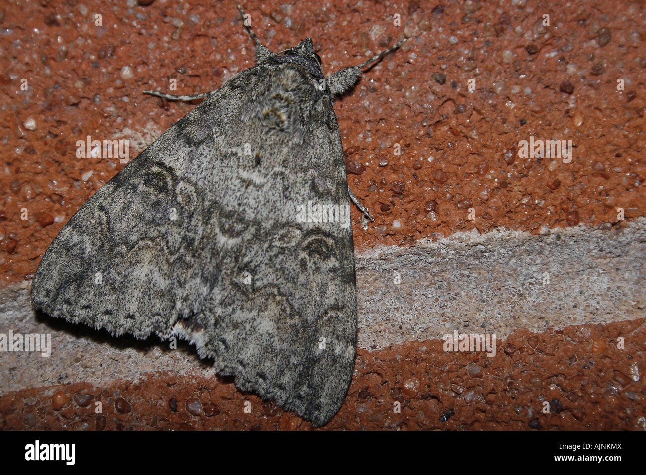 moth on wall Sycamore Acronicta aceris Stock Photo - Alamy