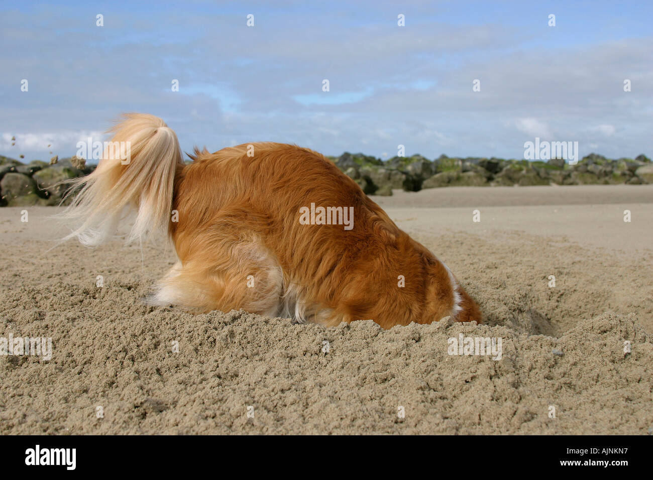 Dogs digging beach hi-res stock photography and images - Alamy