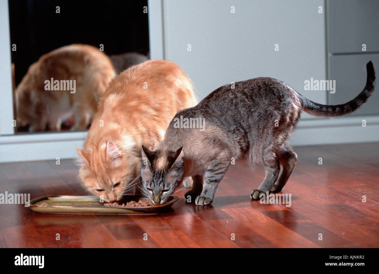 Norwegian Forest Cat and Oriental Shorthair Cat eating together Stock ...
