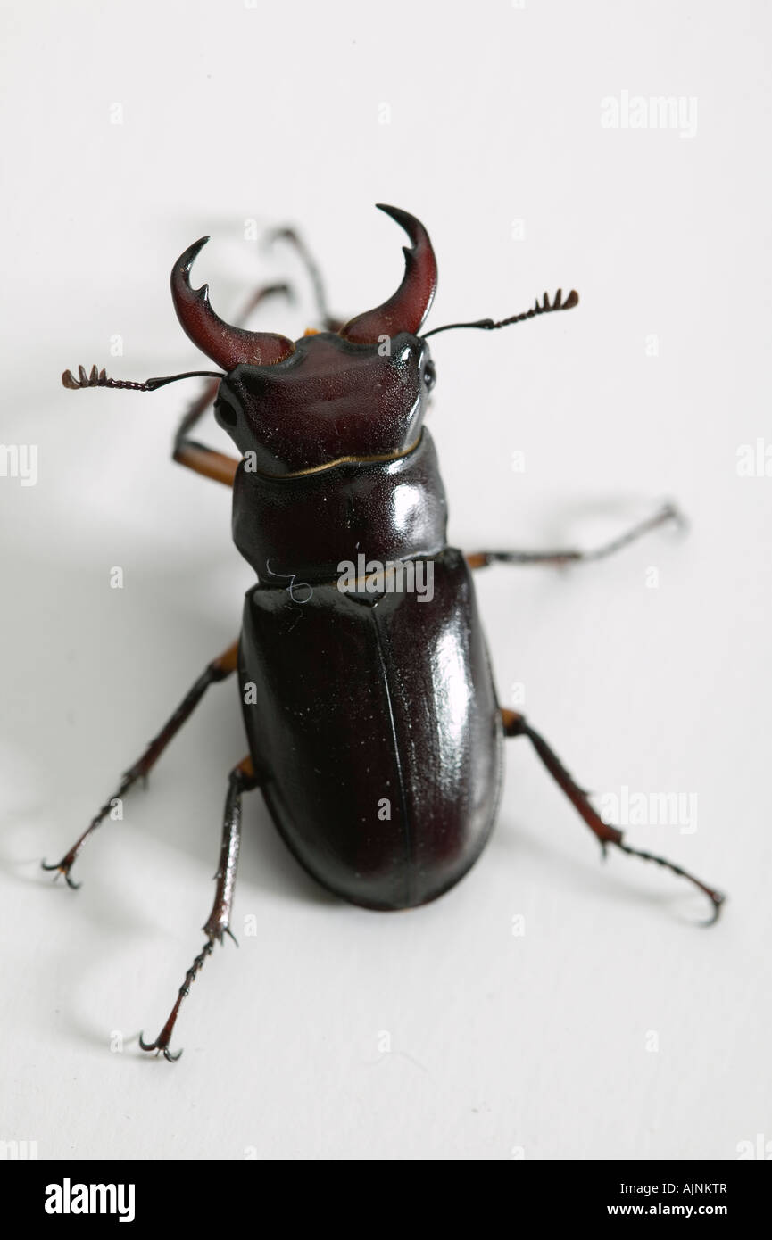 Stag beetle hi-res stock photography and images - Alamy