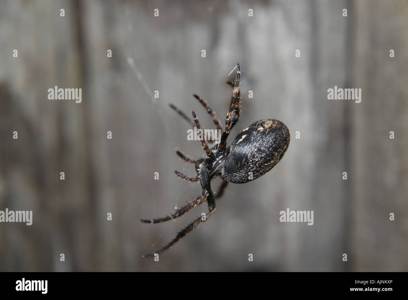 Walnut orb spider hi-res stock photography and images - Alamy