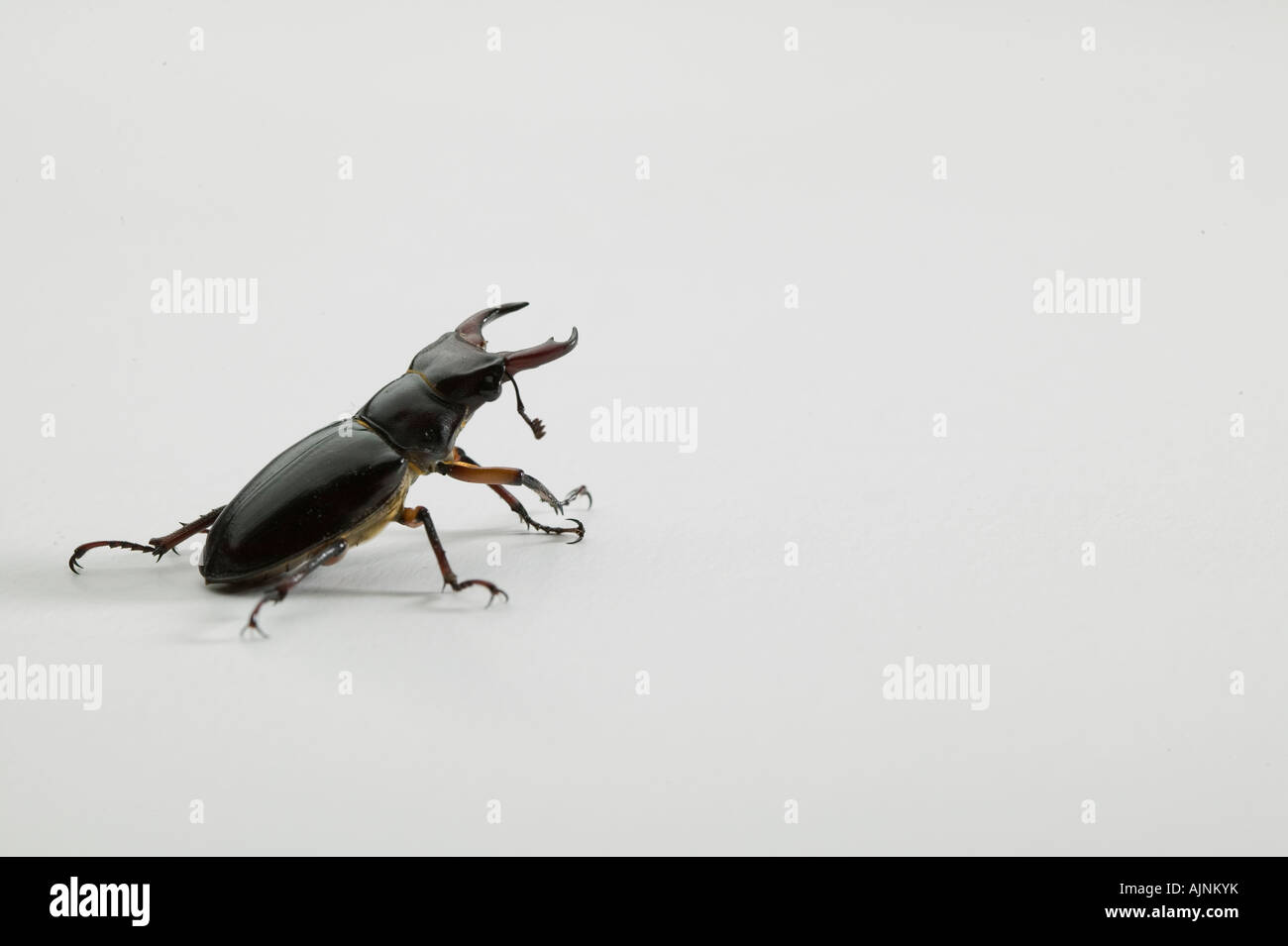 Stag beetles hi-res stock photography and images - Alamy