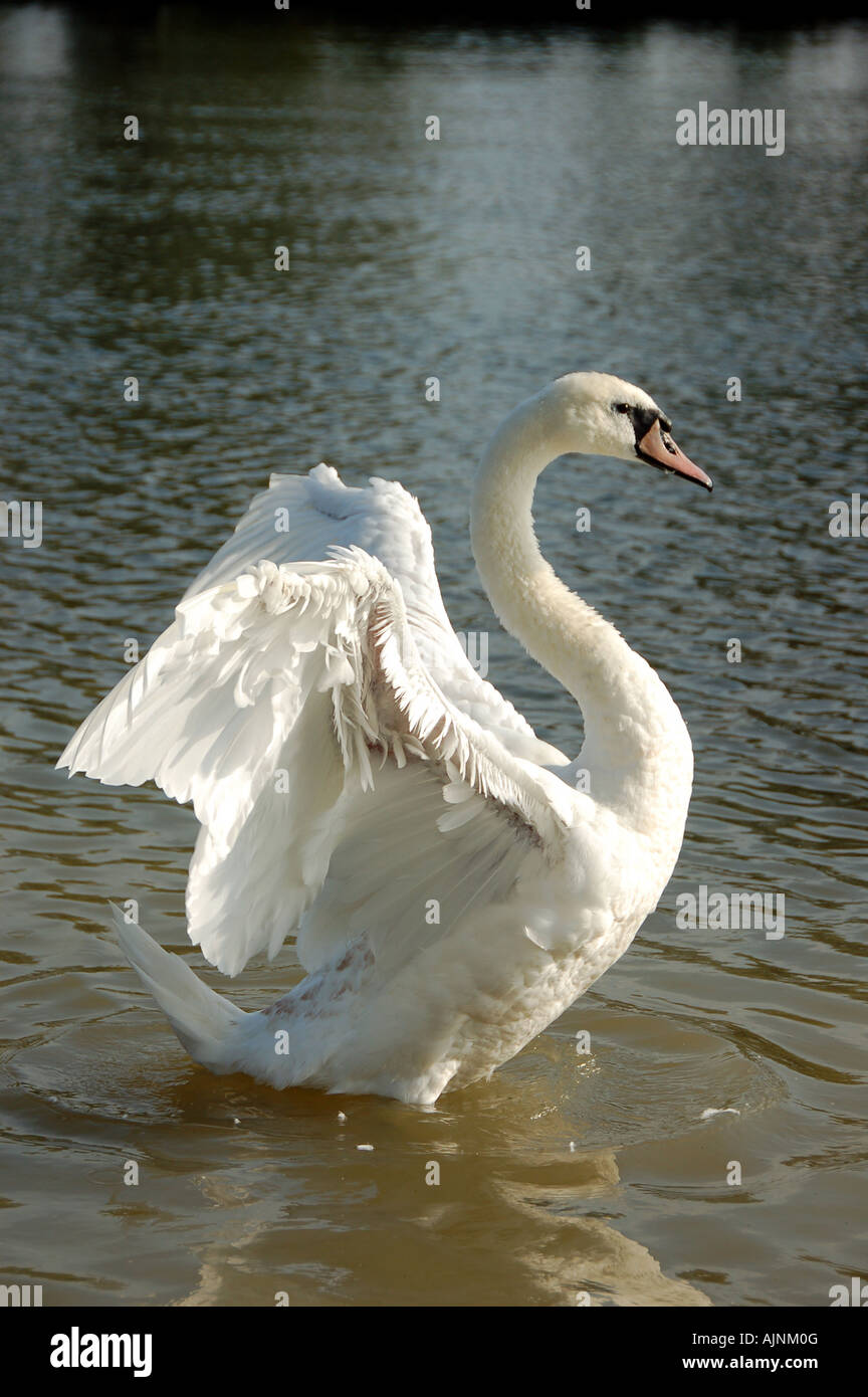 Swans rising out of water hi-res stock photography and images - Alamy