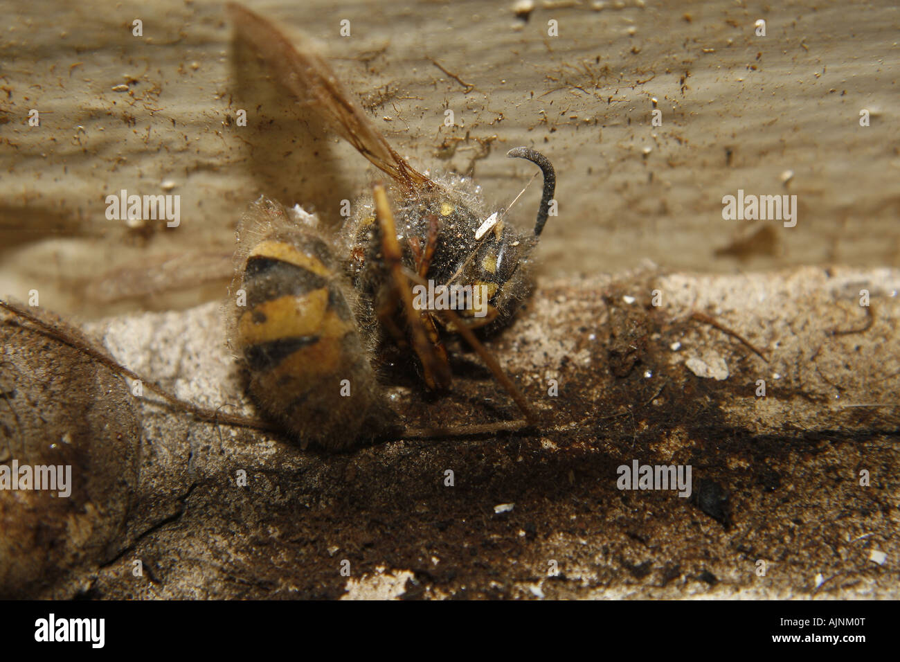 dead wasp on windowsill Vespula vulgaris Stock Photo - Alamy